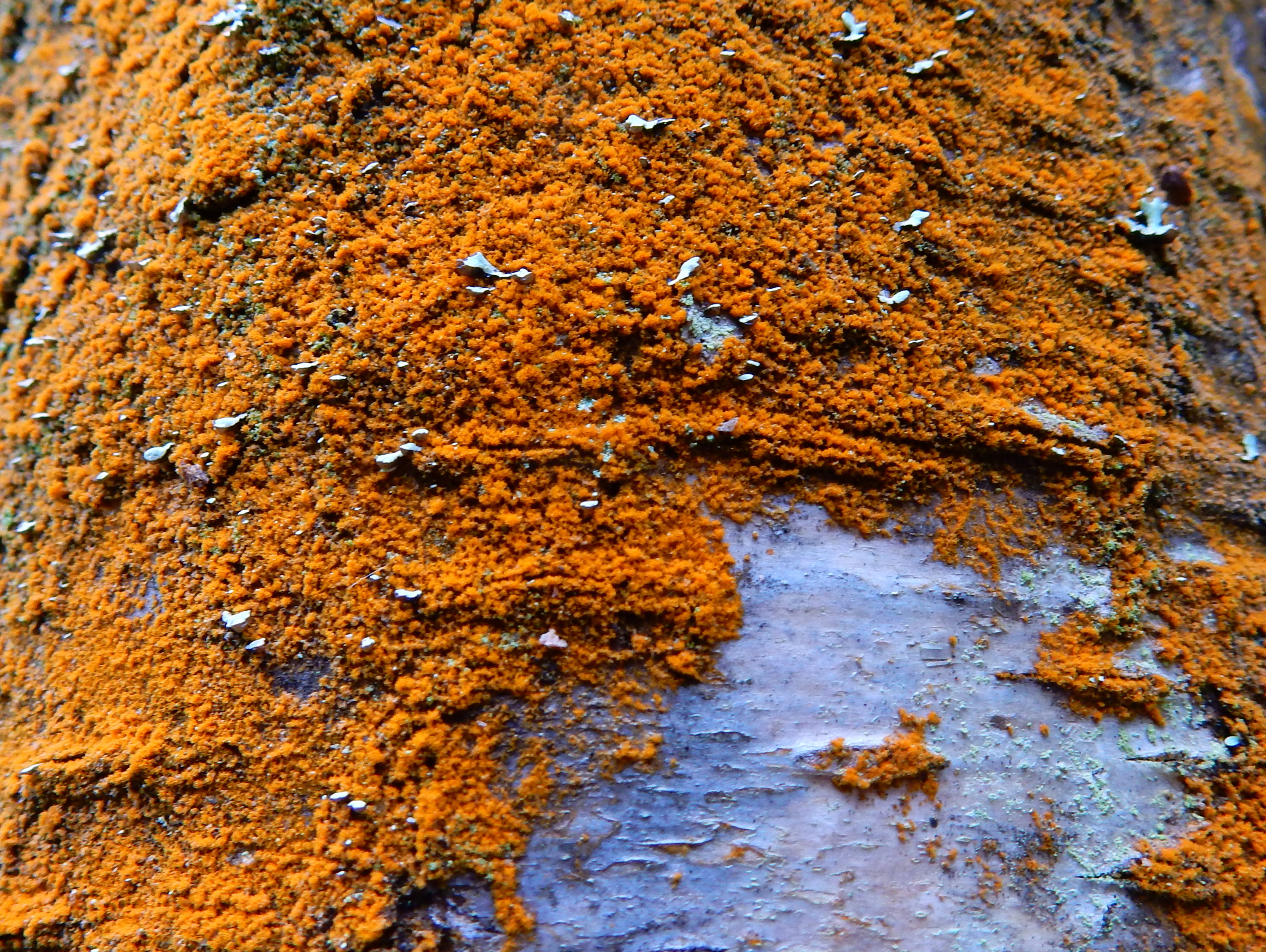 Back to the Forest of Spectral Trees – Murdo Eason – From Hill to Sea